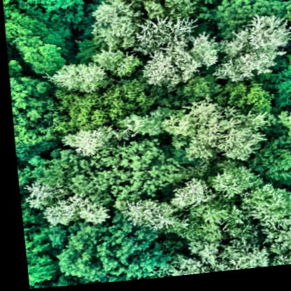 origin_tree Object Detection Dataset by pukyong national university