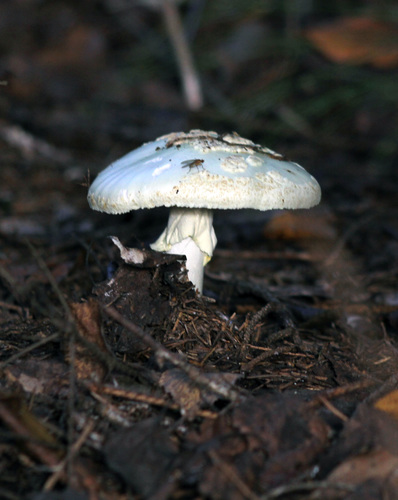 Mushroom Anatomy Object Detection Dataset V1 2023 12 06 1 46pm By