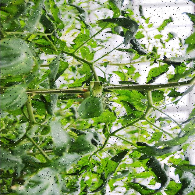 Greenhouse Tomato Dataset1 Object Detection Dataset And Pre Trained