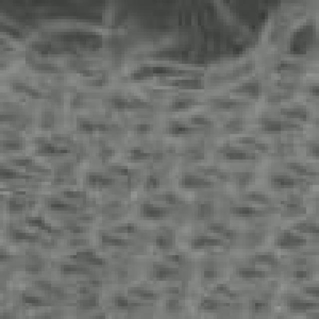 How to Use the detect Fabric New Object Detection API