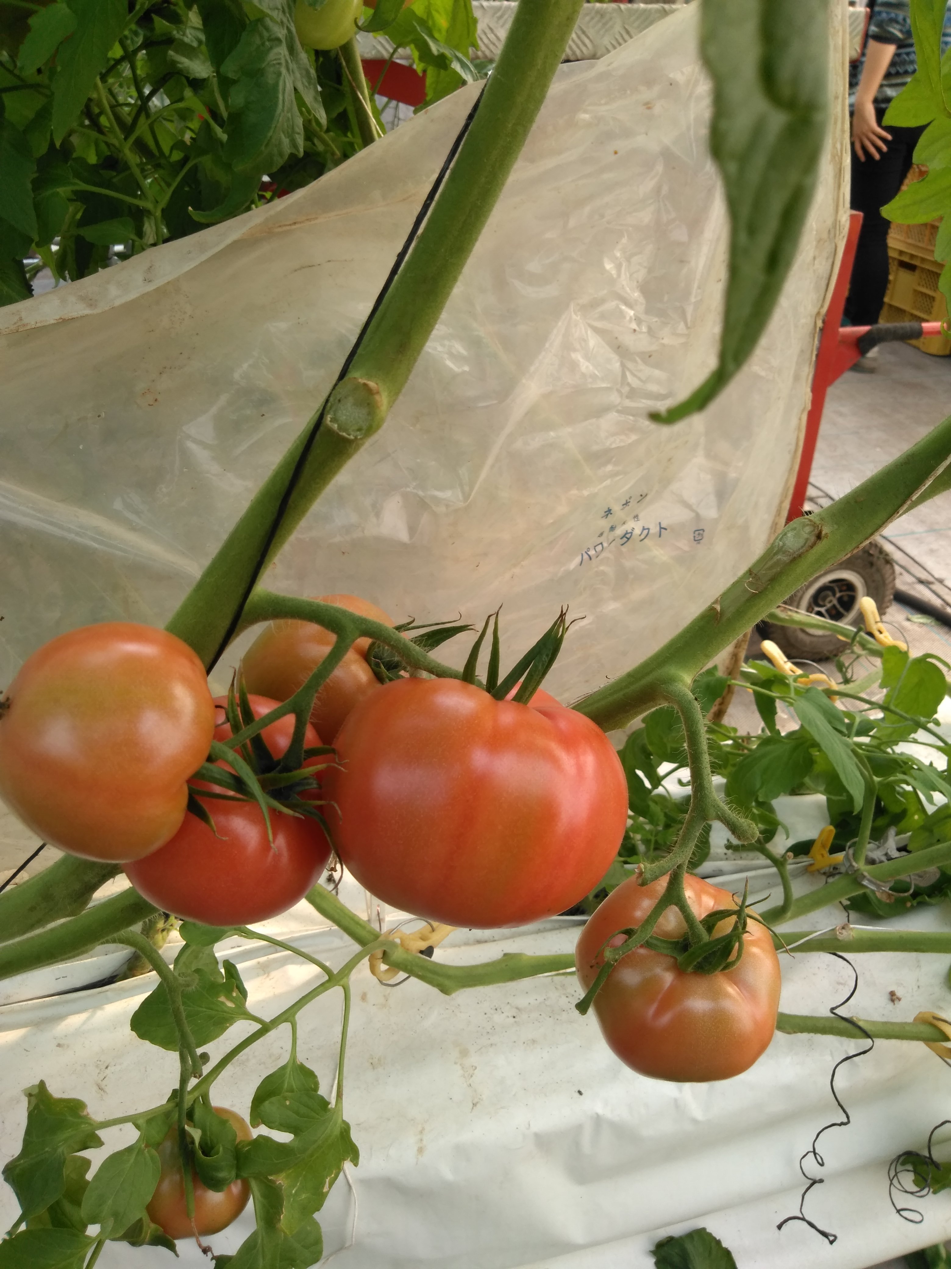 tomato Instance Segmentation Dataset and Pre-Trained Model by maoring