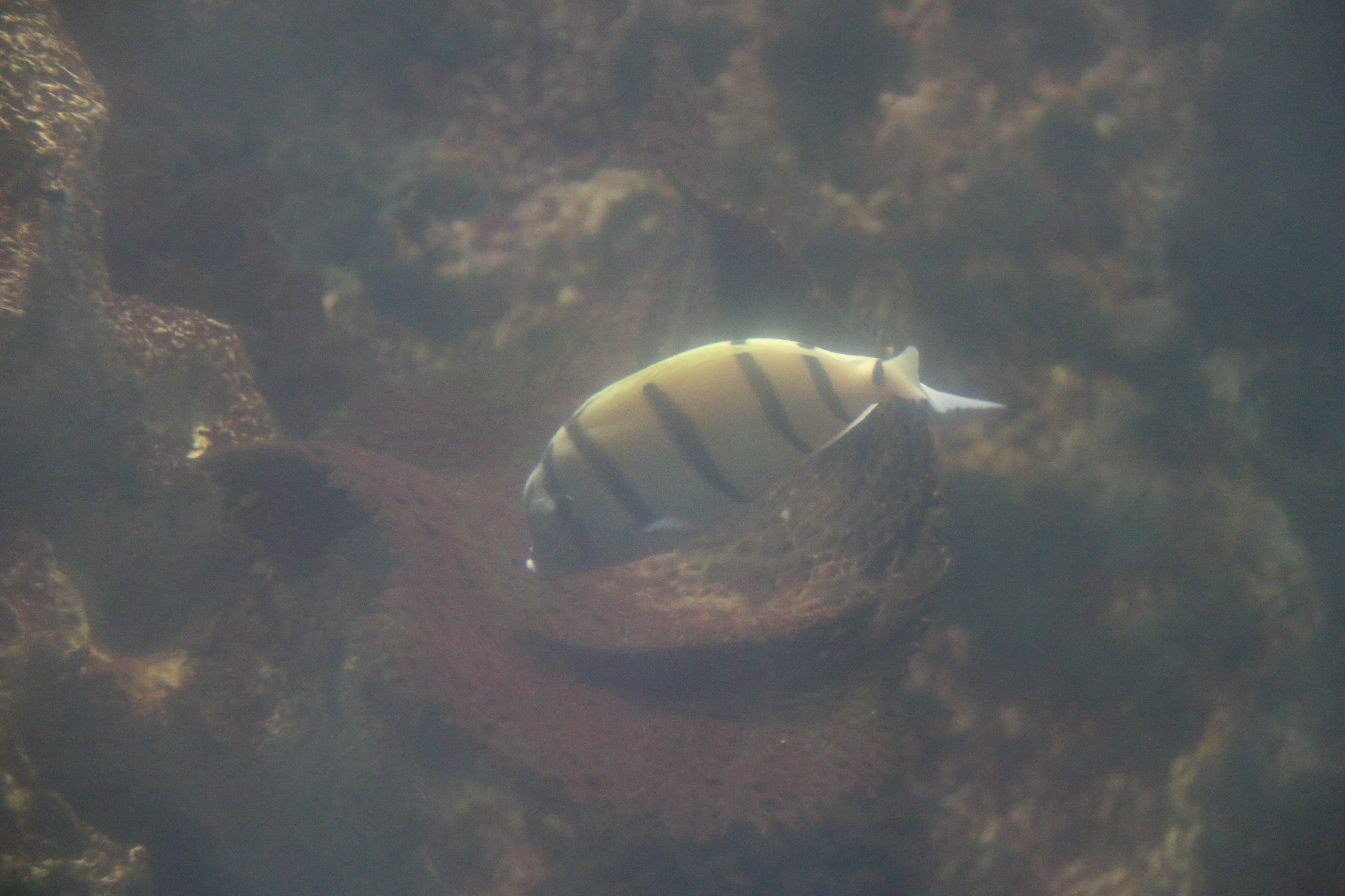 all kinds of fish Classification Dataset by afdsf aadfad