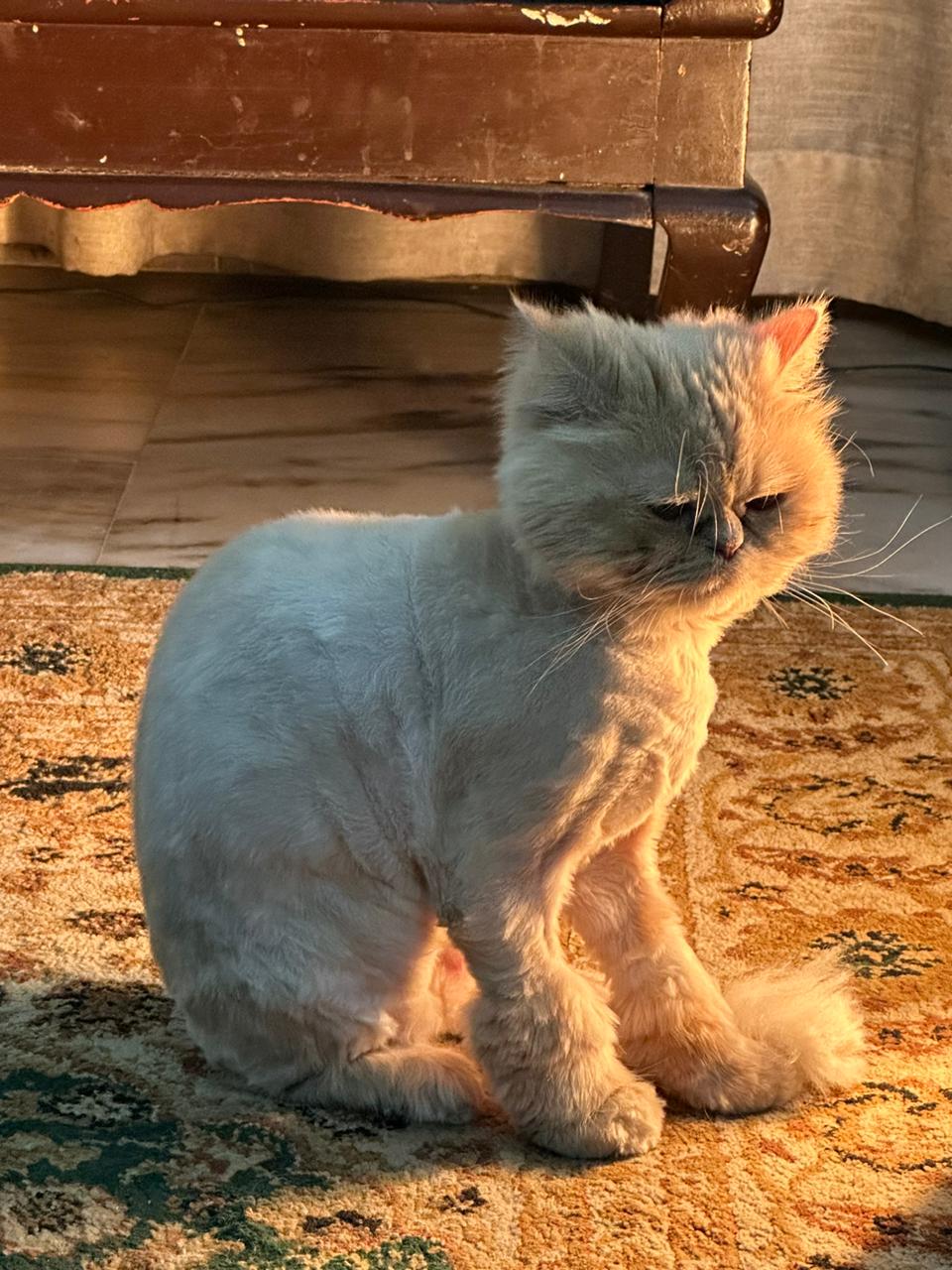 animals model Object Detection Dataset by Lab