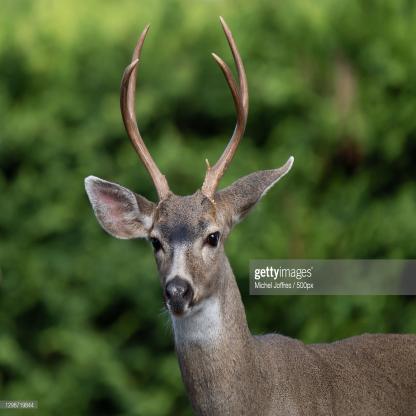 Deer Object Detection Object Detection Dataset by Carlos hahn Perez