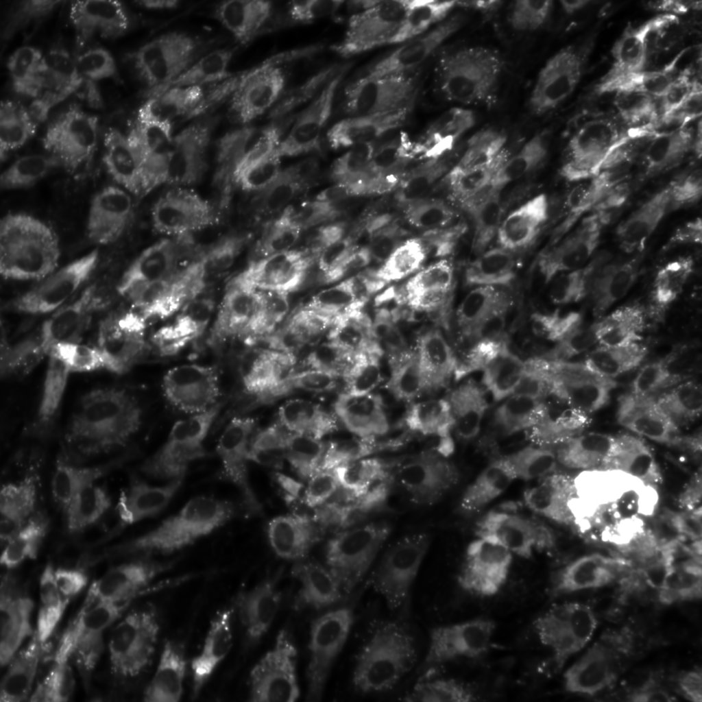 1024x1024 Cells Instance Segmentation Instance Segmentation Dataset By Msu
