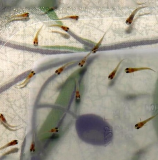 gold_fish_ Object Detection Dataset and Pre-Trained Model by project-8hufk