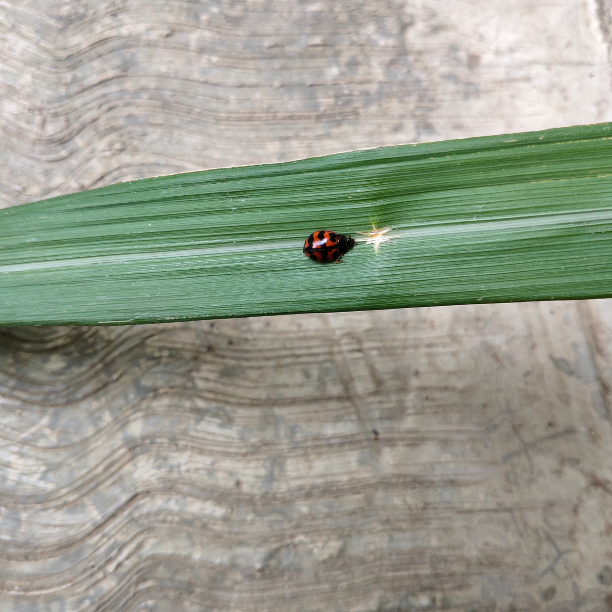 Kumbang Coccinellidae Object Detection Dataset By Eva Nurmalasari