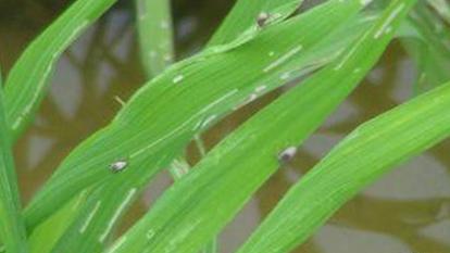 Common Rice Pests (Philippines) Object Detection Dataset and Pre ...