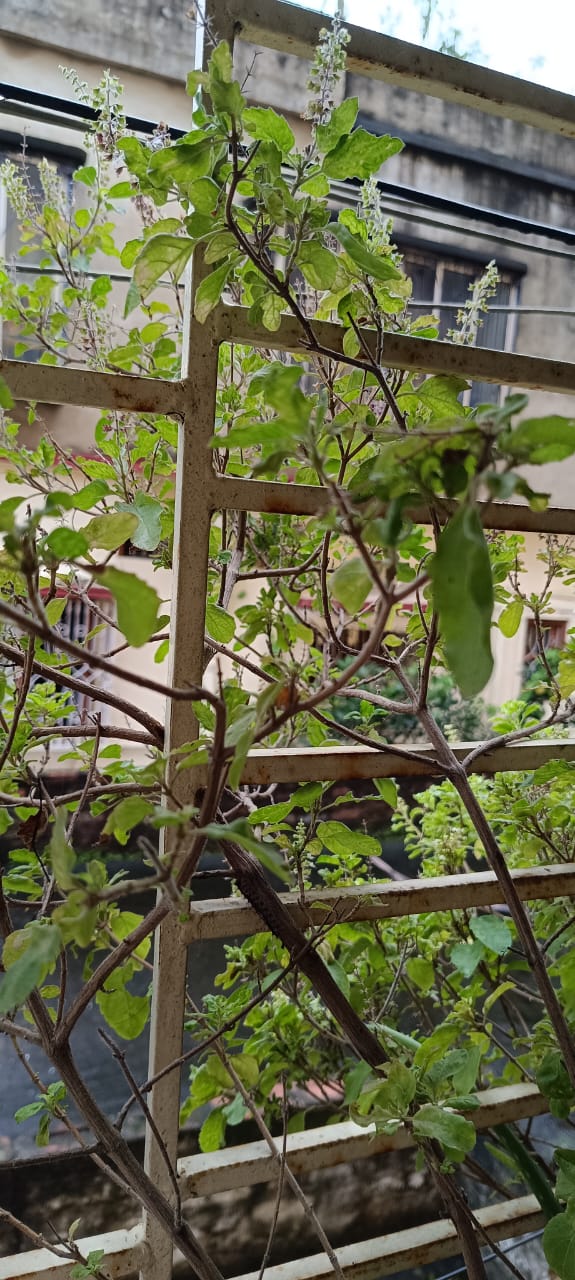 New_plant_detection Object Detection Dataset by Project