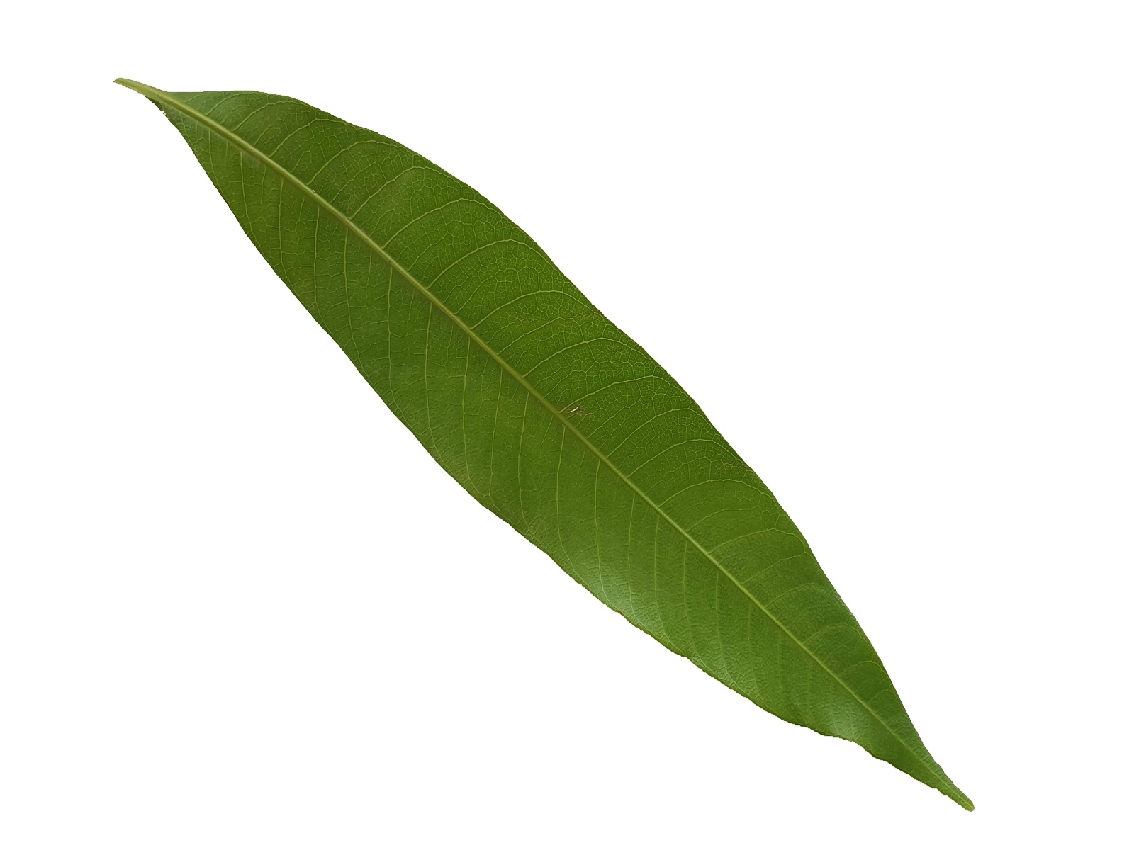 Mangifera Indica (Mango) Object Detection Dataset by Project