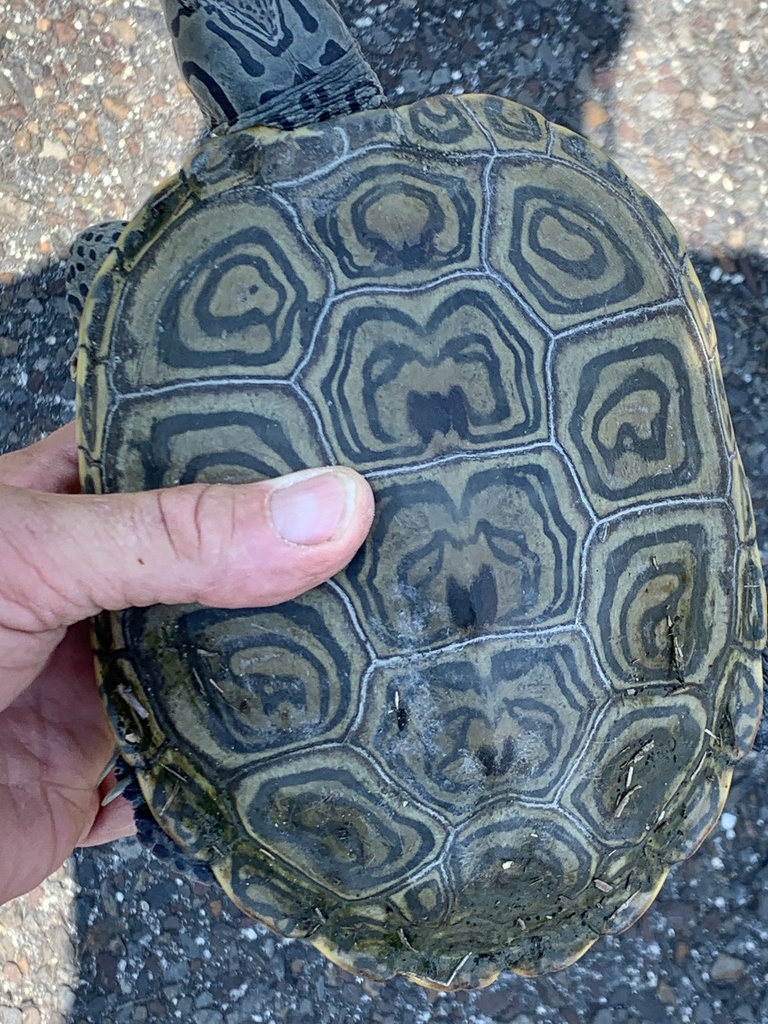 Totally Turtle-rific (Maryland Turtle Shell Identification) Object Detection Dataset and Pre ...