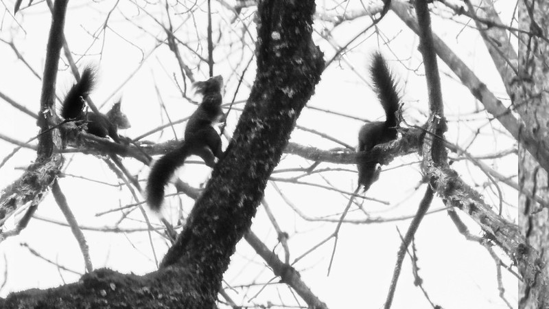 Robin Squirrels Object Detection Dataset V2 2022 09 10 3 34pm By
