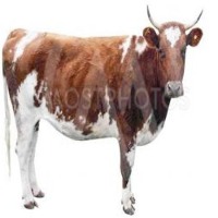 cow diseae identifier Classification Dataset and Pre-Trained Model by ...