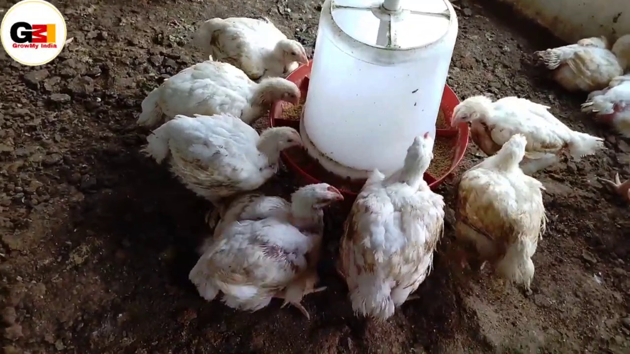 Broiler Chicken Detection Object Detection Dataset and Pre-Trained Model by innodatatics