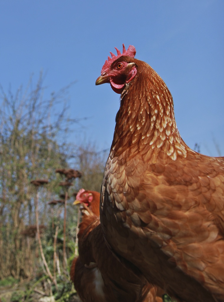 Poultry health detectior Object Detection Dataset and Pre-Trained Model ...