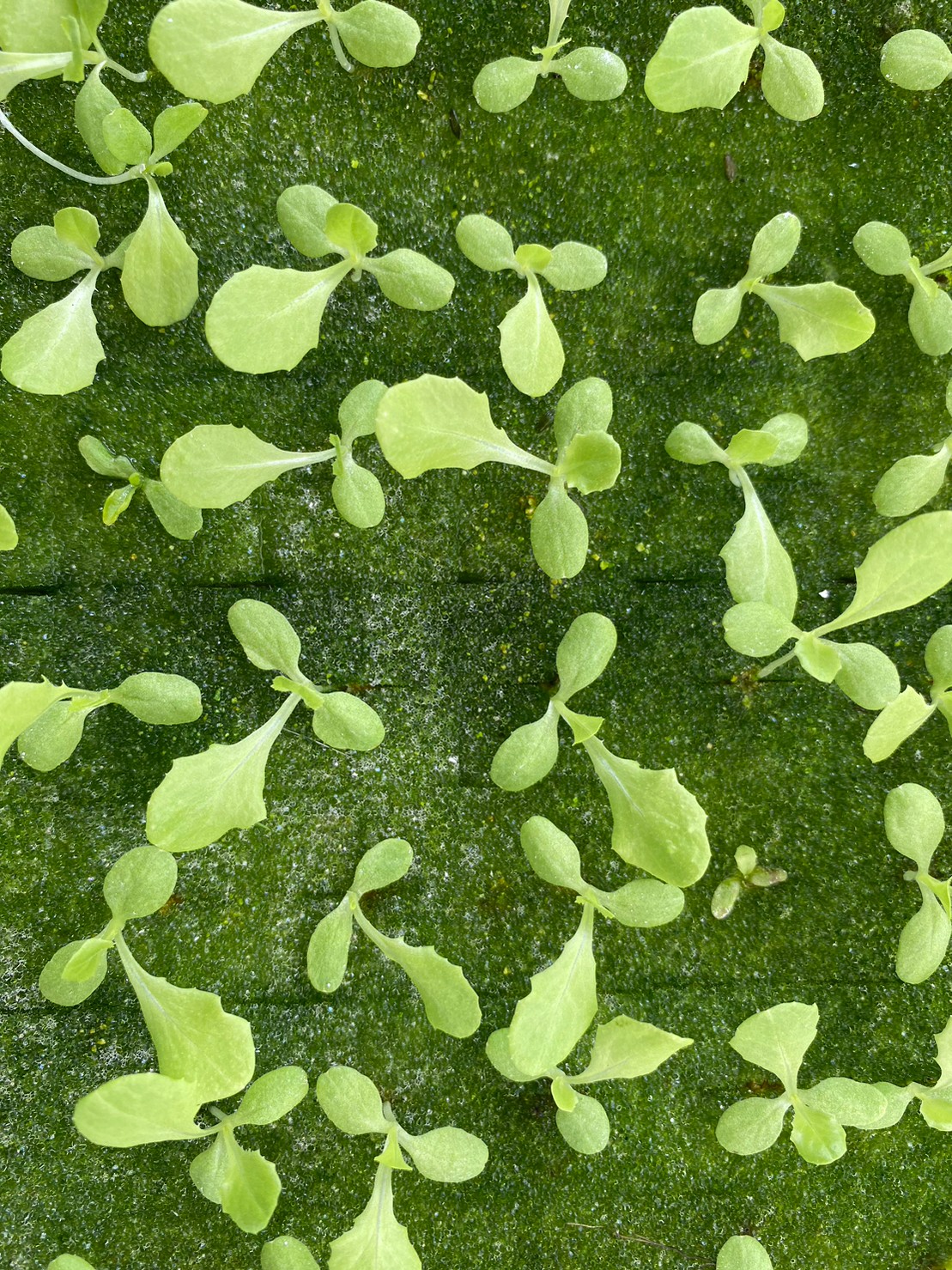 Projectee Object Detection Dataset And Pre Trained Model By Project Demo