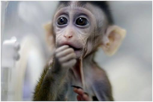 Monkey detection Object Detection Dataset and Pre-Trained Model by Spartans