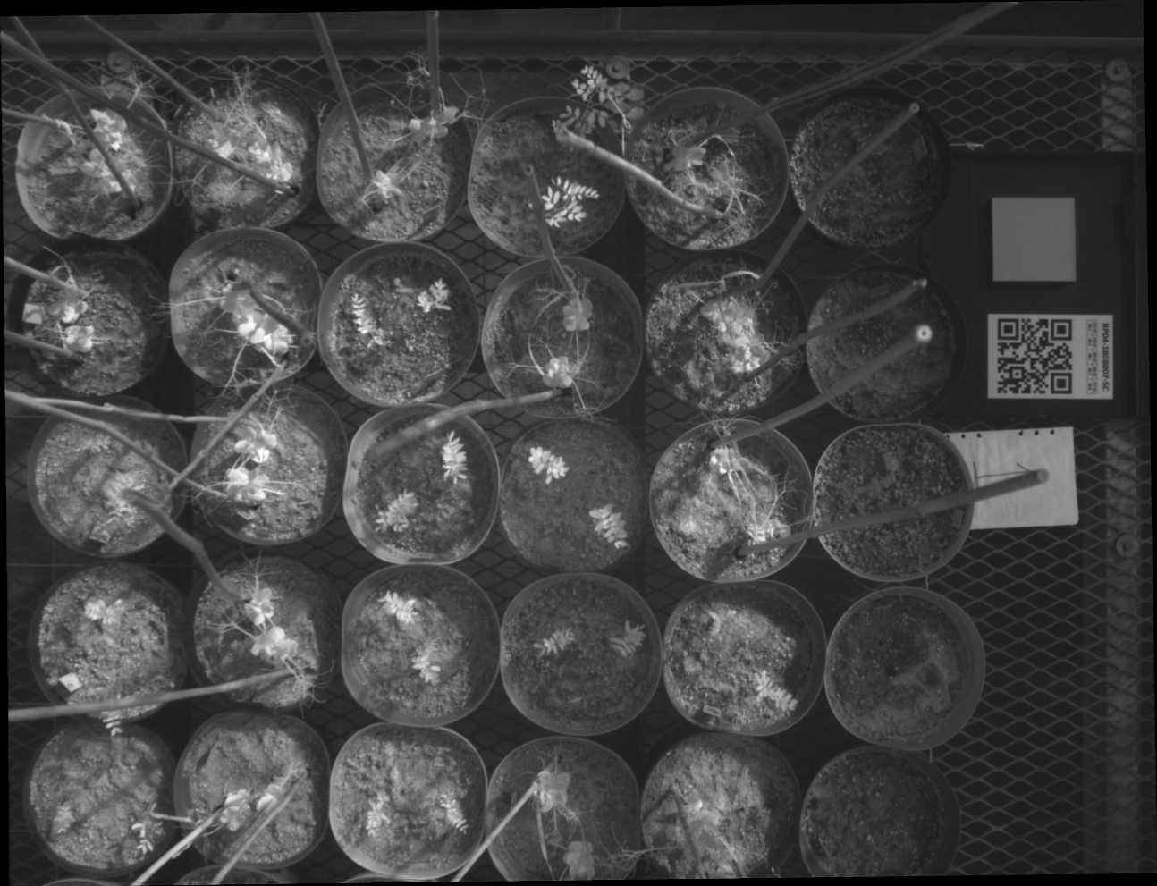 How to Use the Multi-spectral plants Instance Segmentation API