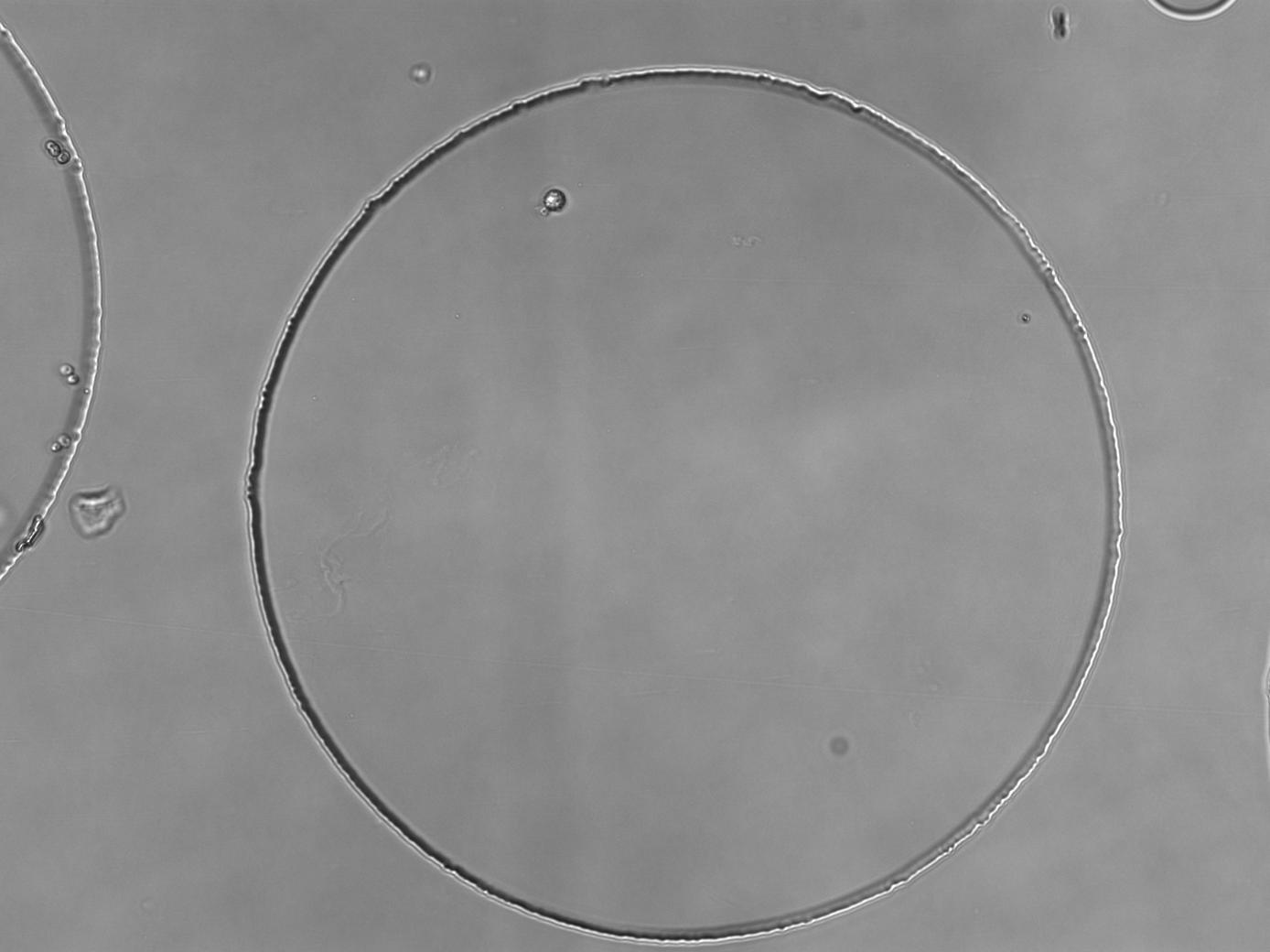 Cell Detection Object Detection Dataset And Pre Trained Model By Cell