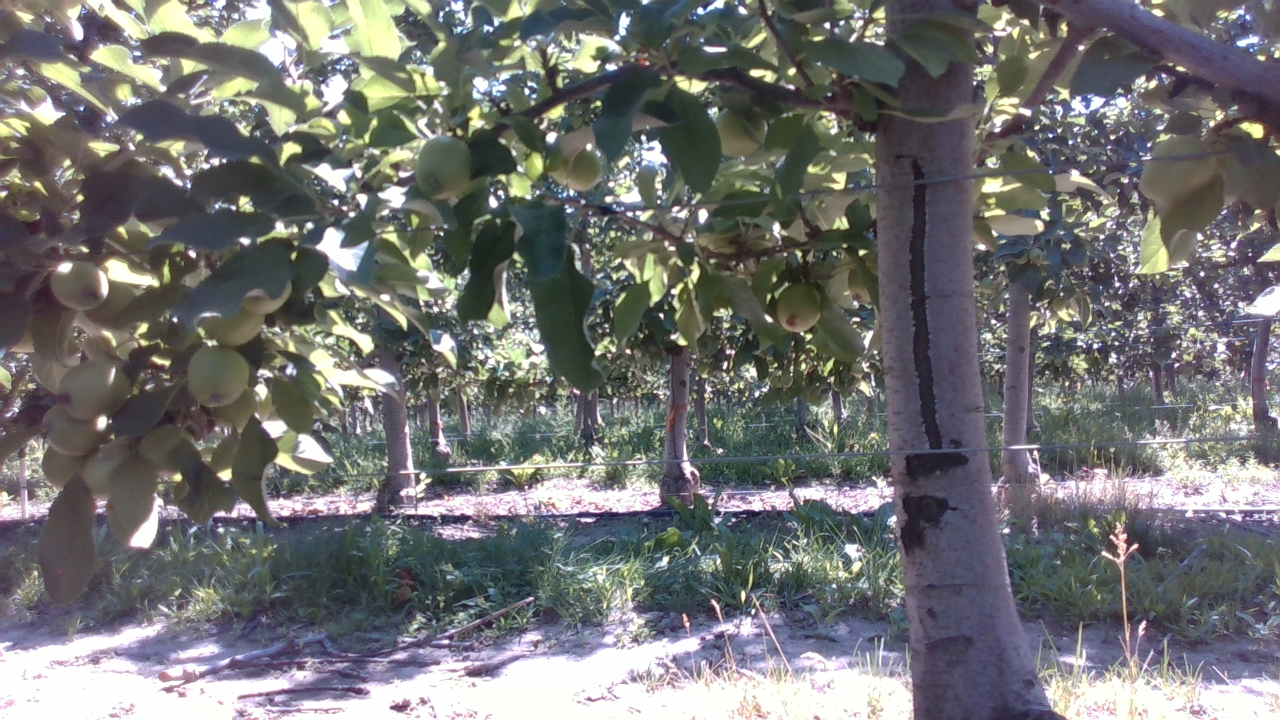 Trunk Detection Object Detection Dataset By Agricultural Automation And Robotics Lab