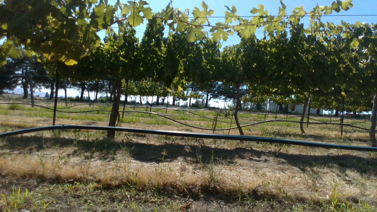 Vinyard Trunk Detection Object Detection Dataset by Agricultural Automation and Robotics Lab