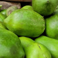 PapayaDetection Object Detection Dataset and Pre-Trained Model by DeepLearning