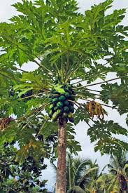 PapayaDetection Object Detection Dataset and Pre-Trained Model by DeepLearning