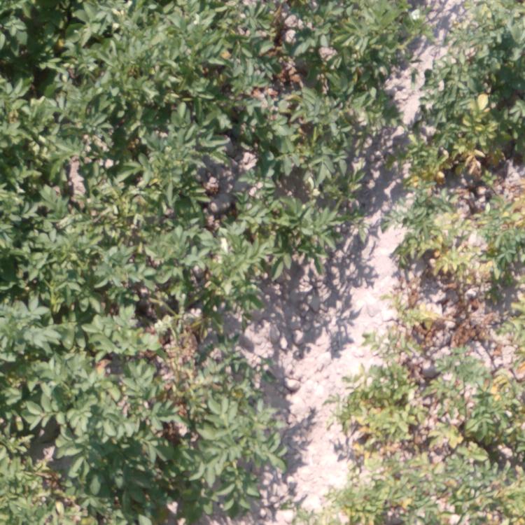 Potato_disease Object Detection Dataset by Ak