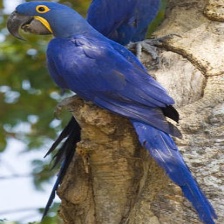 Bird-detection Object Detection Dataset and Pre-Trained Model by BOI