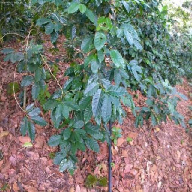 How to Use the PRUEBA MIL Object Detection API