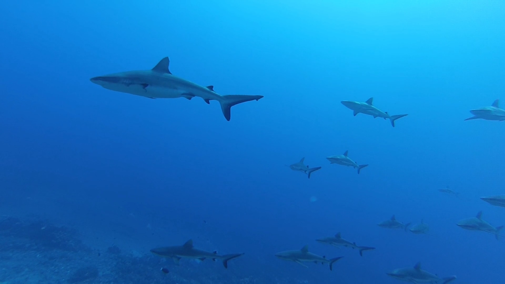 SHARK Object Detection Dataset by Aya Abd-Elnaser