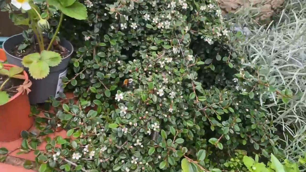 Bees V2 Object Detection Dataset And Pre Trained Model By James Gallagher