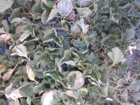 Melon Detection Object Detection Dataset by Melon Detection