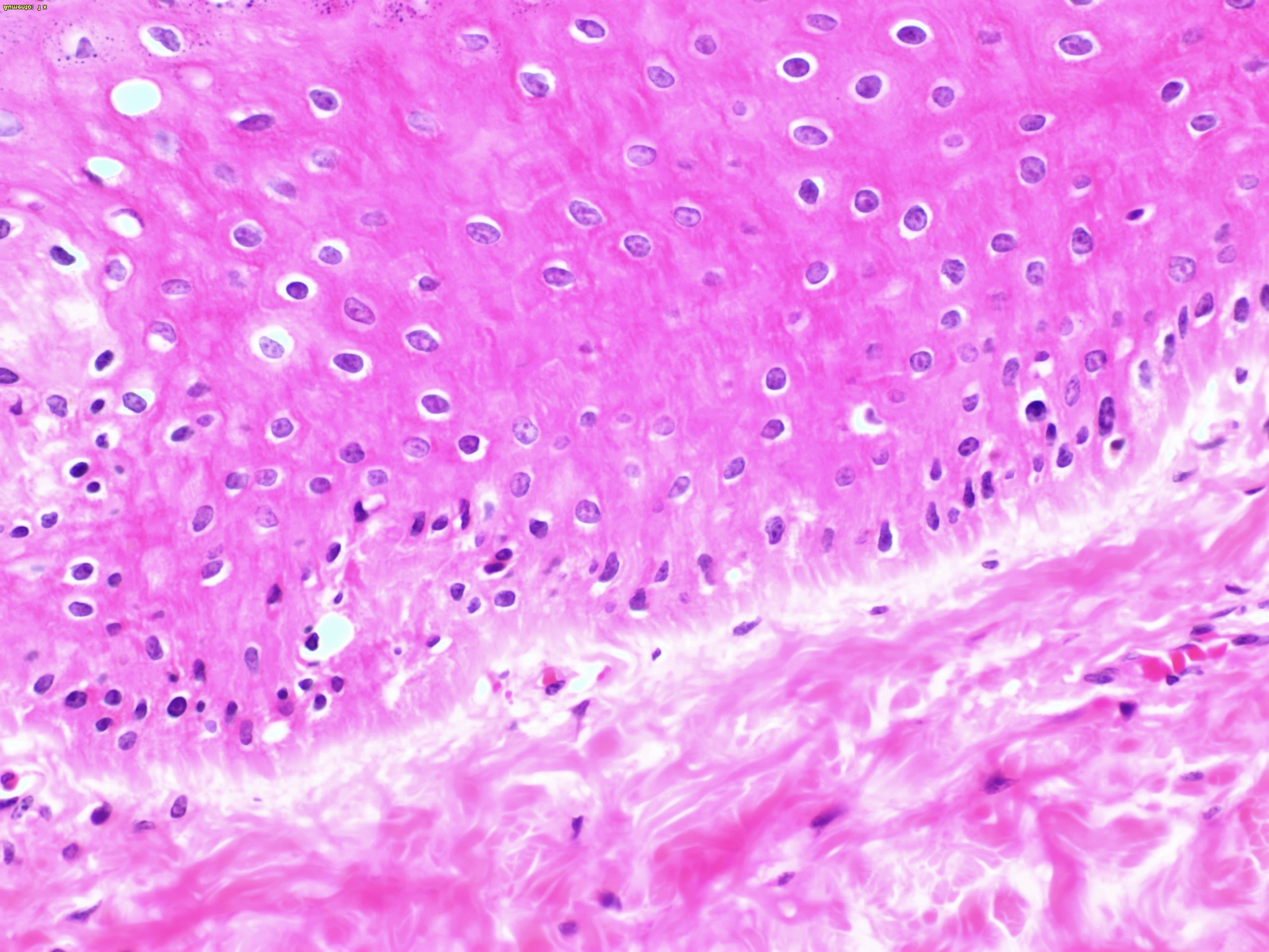 Proyecto Grado Object Detection Dataset And Pre Trained Model By Allan Angulo