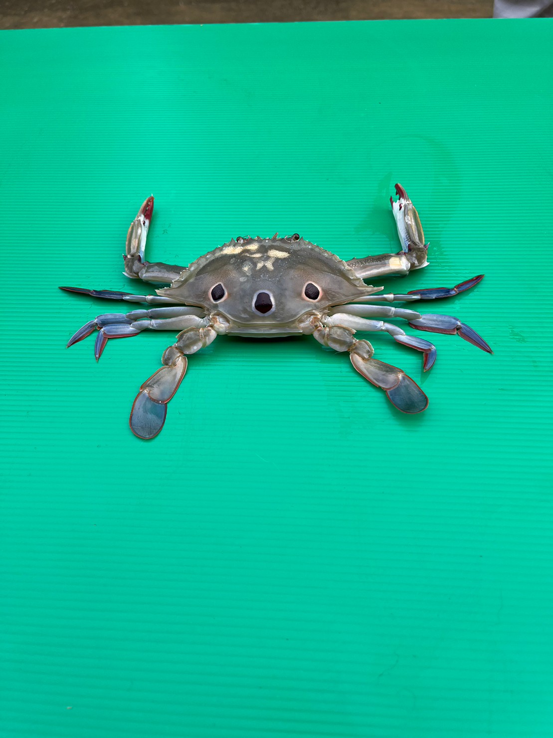 Crab Dataset Object Detection Dataset By Thai