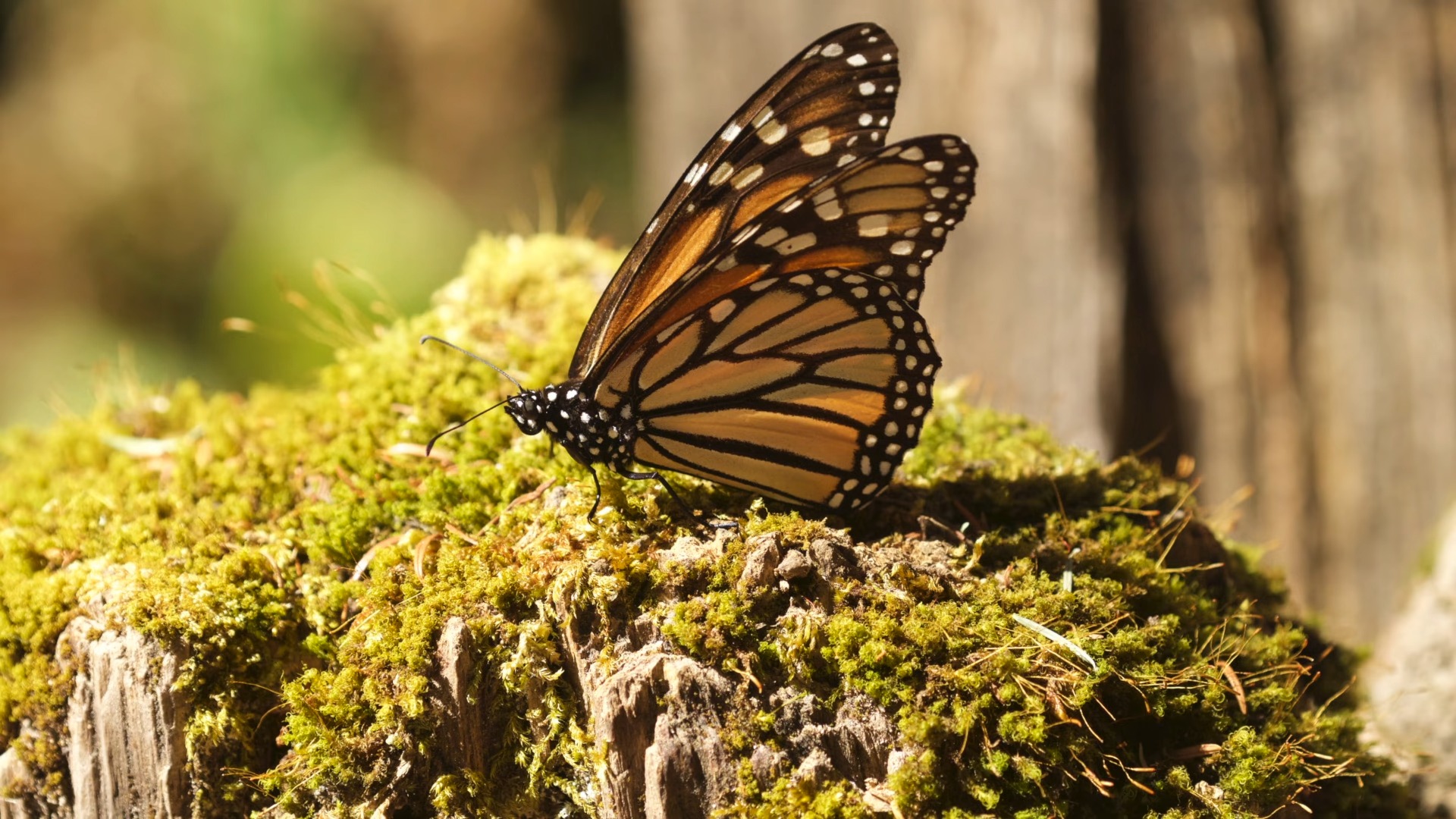 Monarch Butterfly Detector Object Detection Dataset and Pre-Trained ...