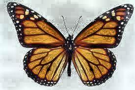 Monarch Butterfly Classification Classification Dataset by Scott Cole