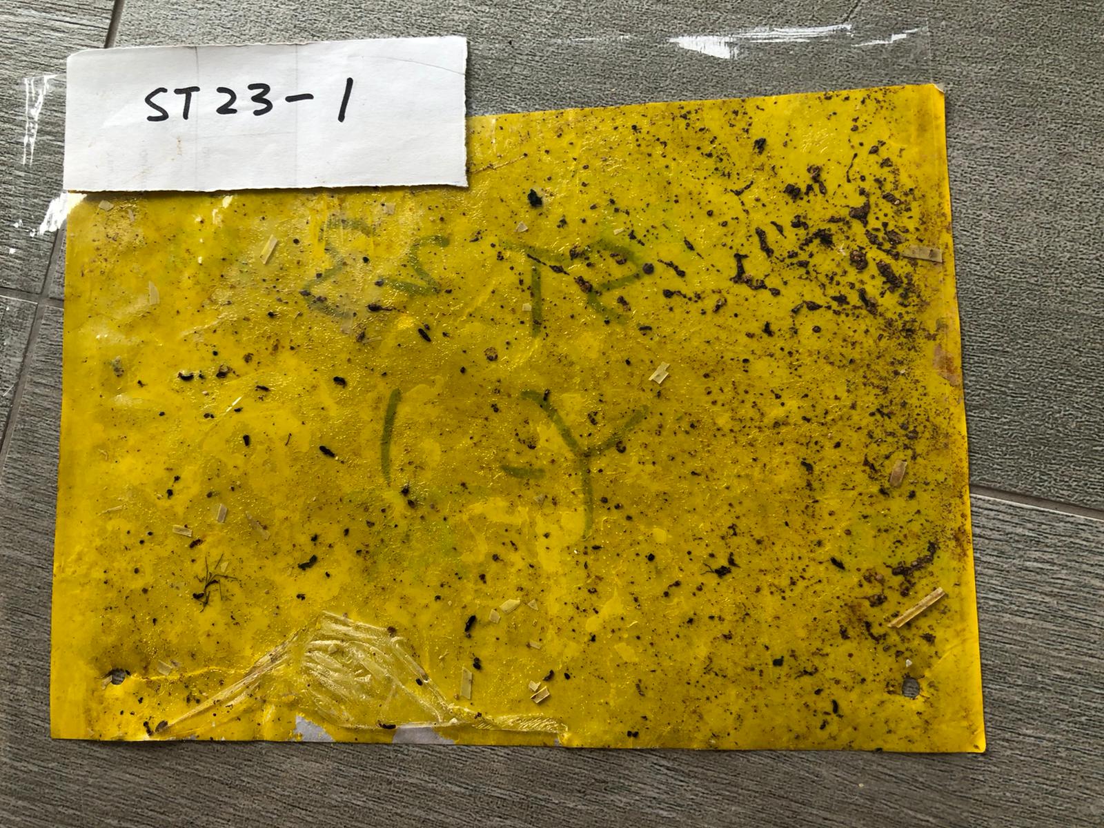 DBM NEW SET Object Detection Dataset by School