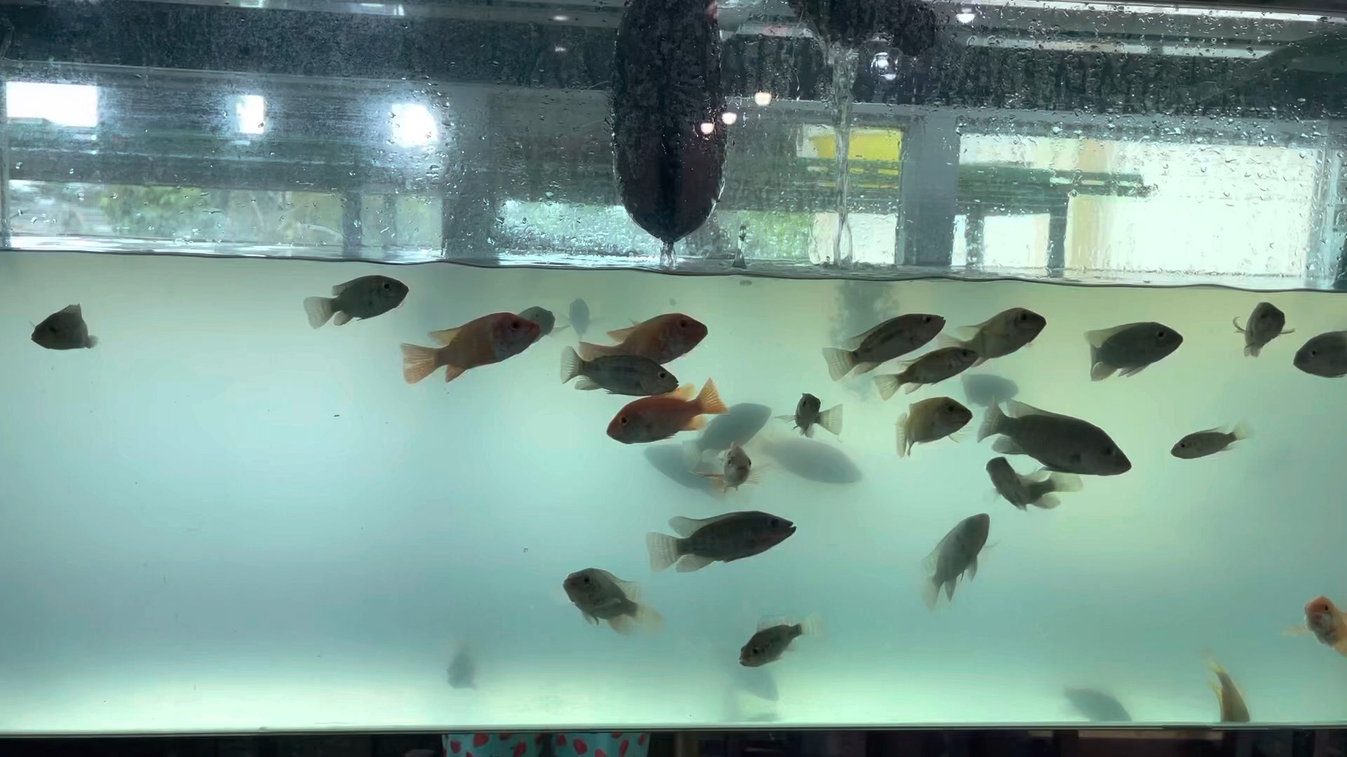 How to Use the TIlapia Detection Object Detection API