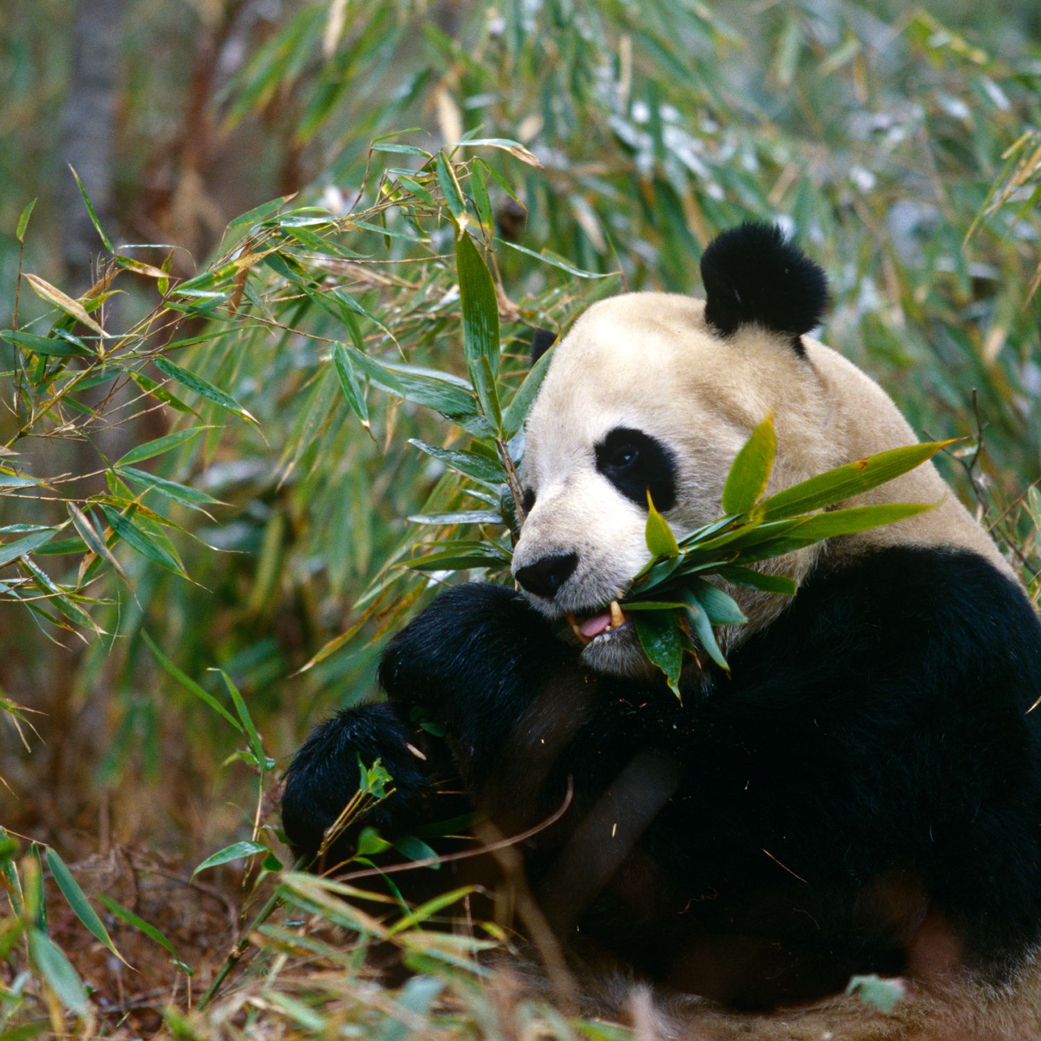 Panda detector Object Detection Dataset by AI Camp