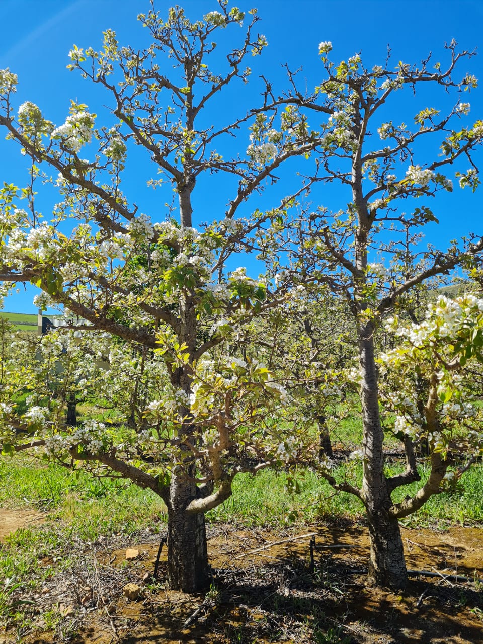 Apple tree detection Object Detection Dataset by Daniel Beukes