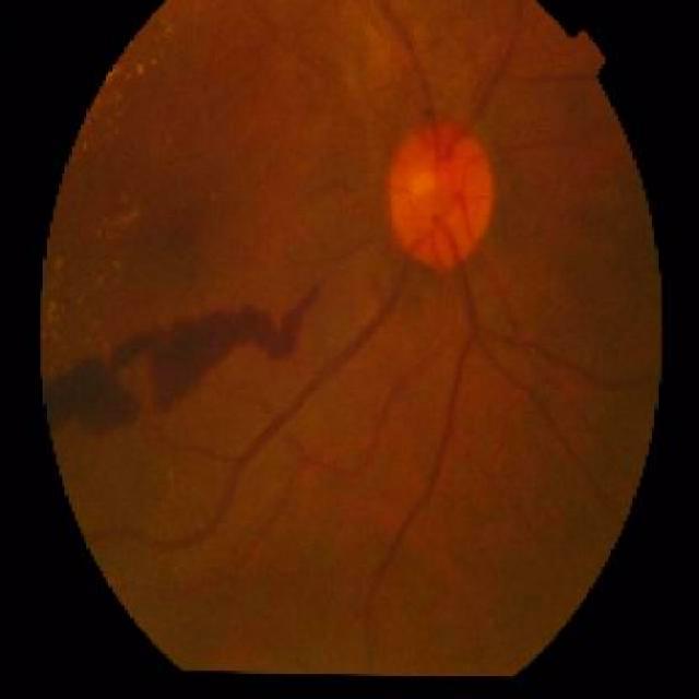 ch3 new Object Detection Dataset and Pre-Trained Model by fayez