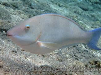 Fish identification Object Detection Dataset by Ugo Piqueras