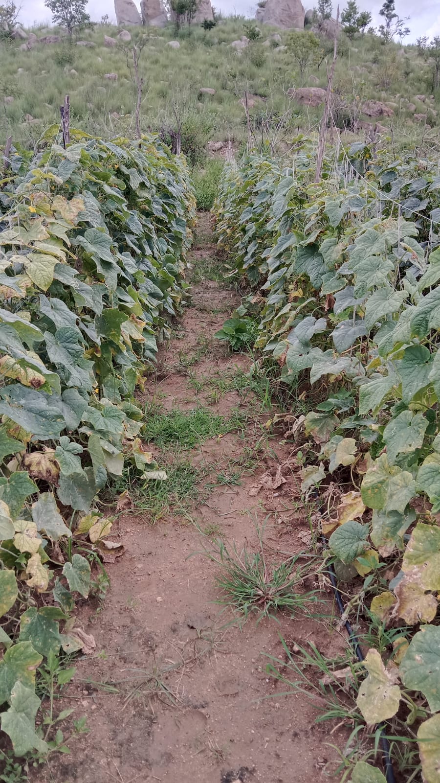 How to Use the plant leaf disease detection Object Detection API