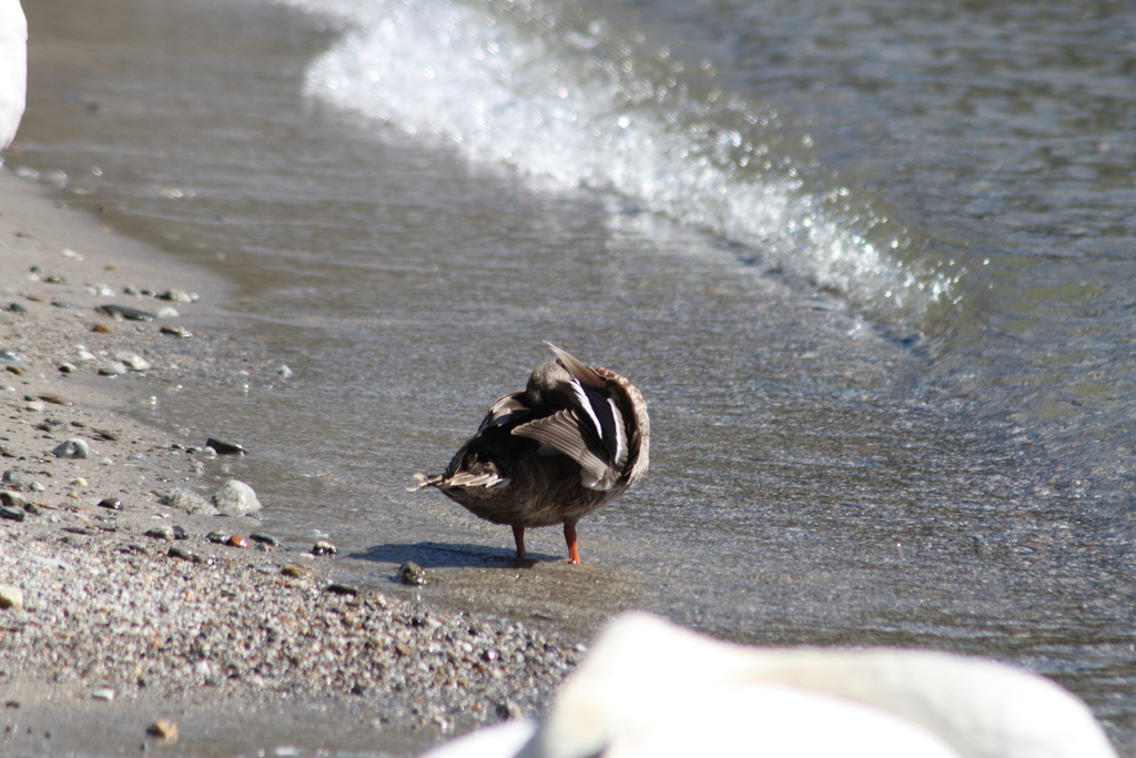 Airplane Object Detection Dataset and Pre-Trained Model by RDs Workspace