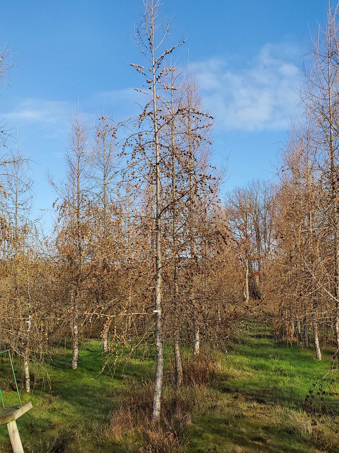 tree Object Detection Dataset by fir cone detector