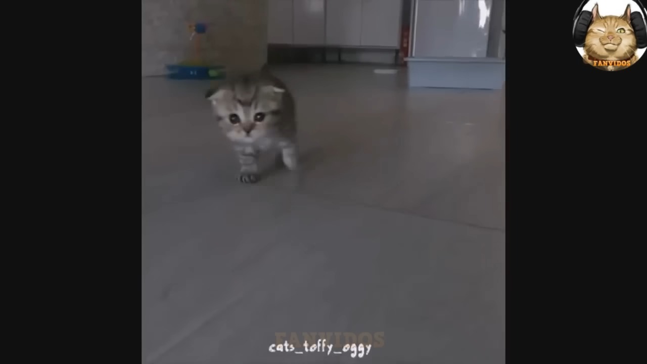 cat 2 Instance Segmentation Dataset by fi201