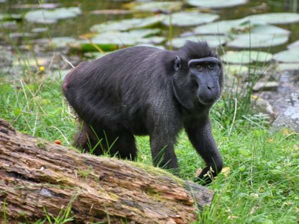 Macaca Nigra Instance Segmentation Dataset by project