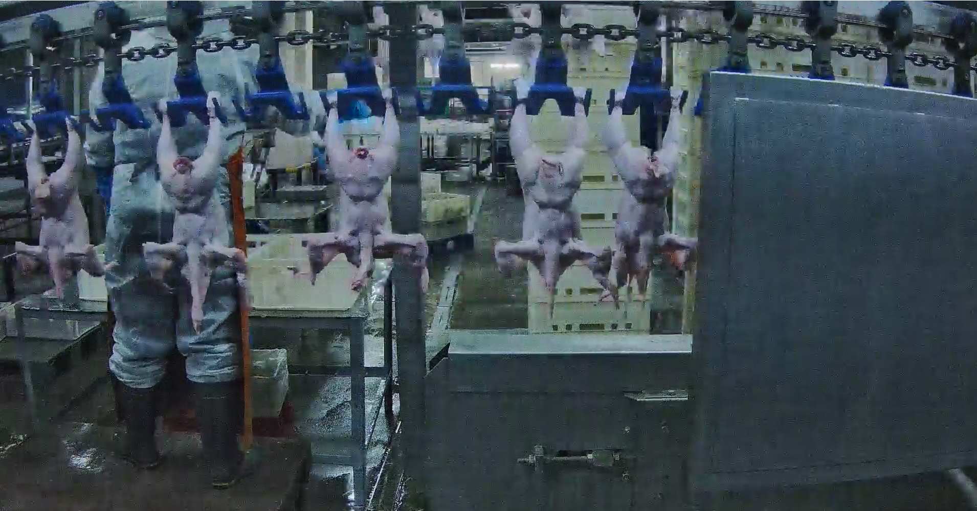 Chicken models4 Object Detection Dataset by Chicken