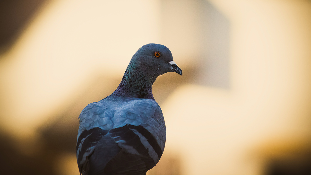 palomas Object Detection Dataset by Dave